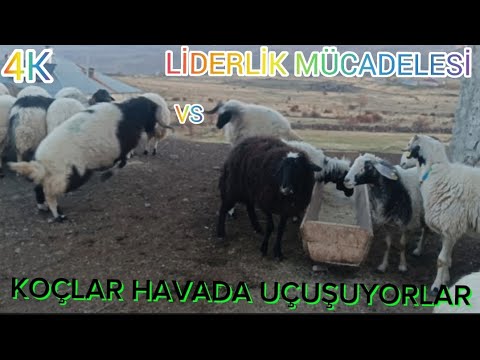KOÇ DÖVÜŞÜ AKKARAMAN KOÇ LİDERLİK İÇİN MÜCADELE EDİYOR....