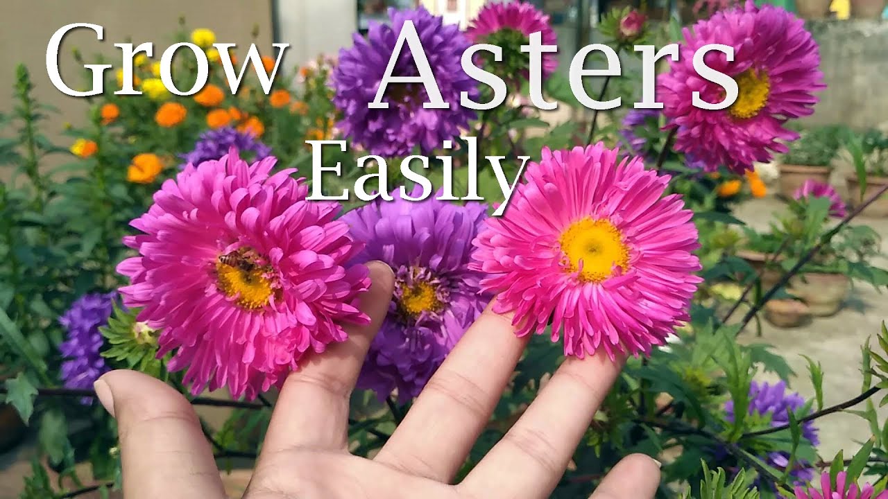 How to Grow Asters || Aster plant care|| এ্যাস্টার || एस्टर || - YouTube