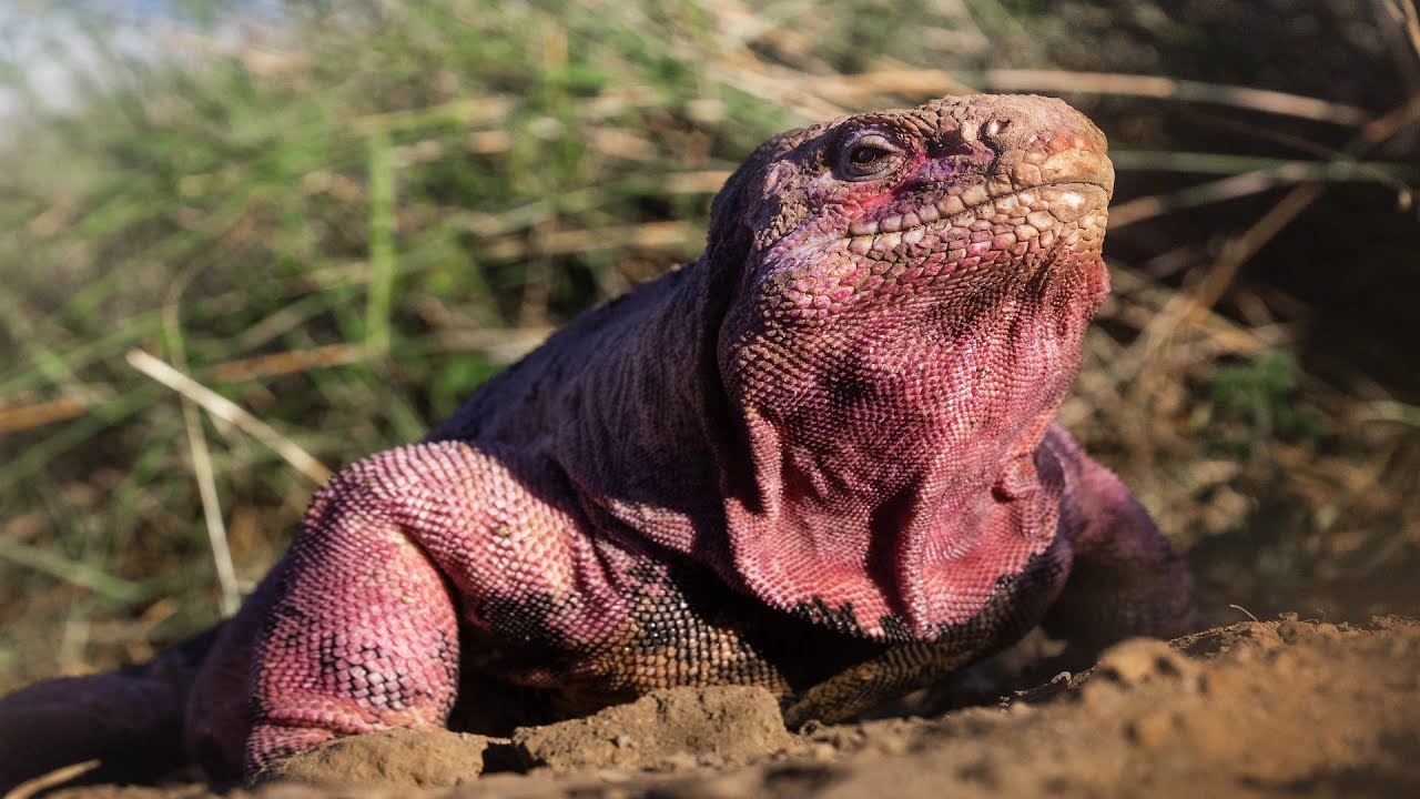 Juvenile Pink Iguana Discovery 2022 - YouTube