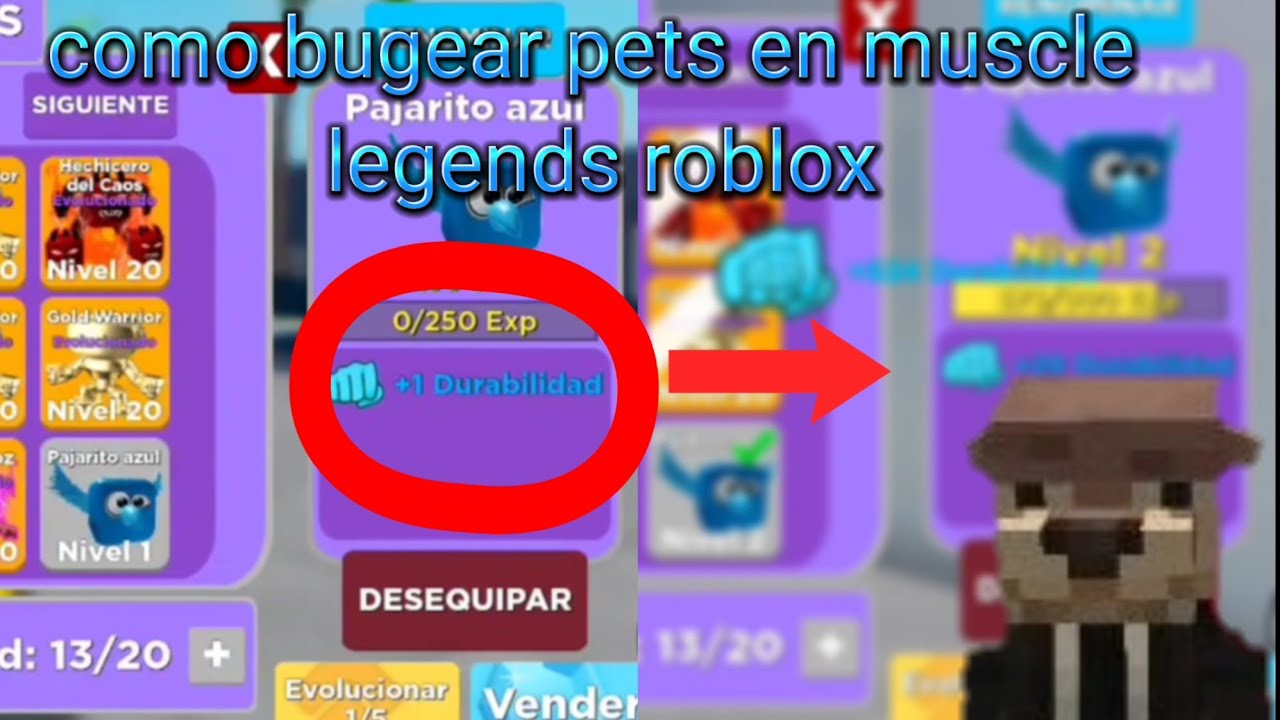 Como bugear pets en muscle legends-roblox 2022 @TheRomanoPlussX - YouTube