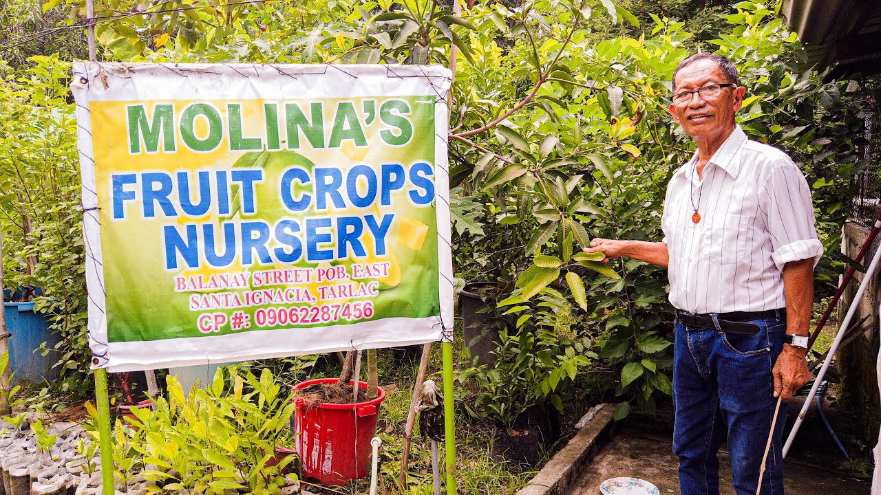 Updates: Fruit bearing trees at molina's fruit crops nursery. - YouTube