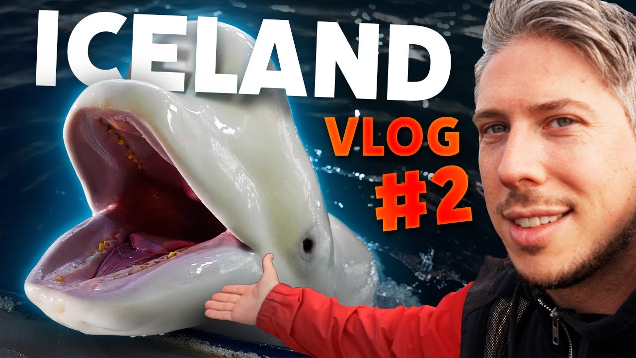 We Made Friends with Beluga Whales! - Iceland Vlog #2 - YouTube