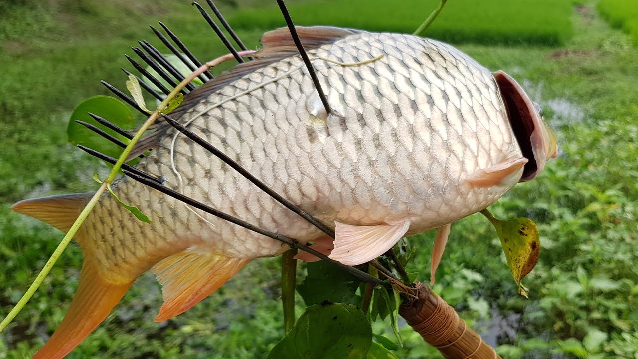 Old Traditional Fishing Technique | Primitive Fishing - YouTube