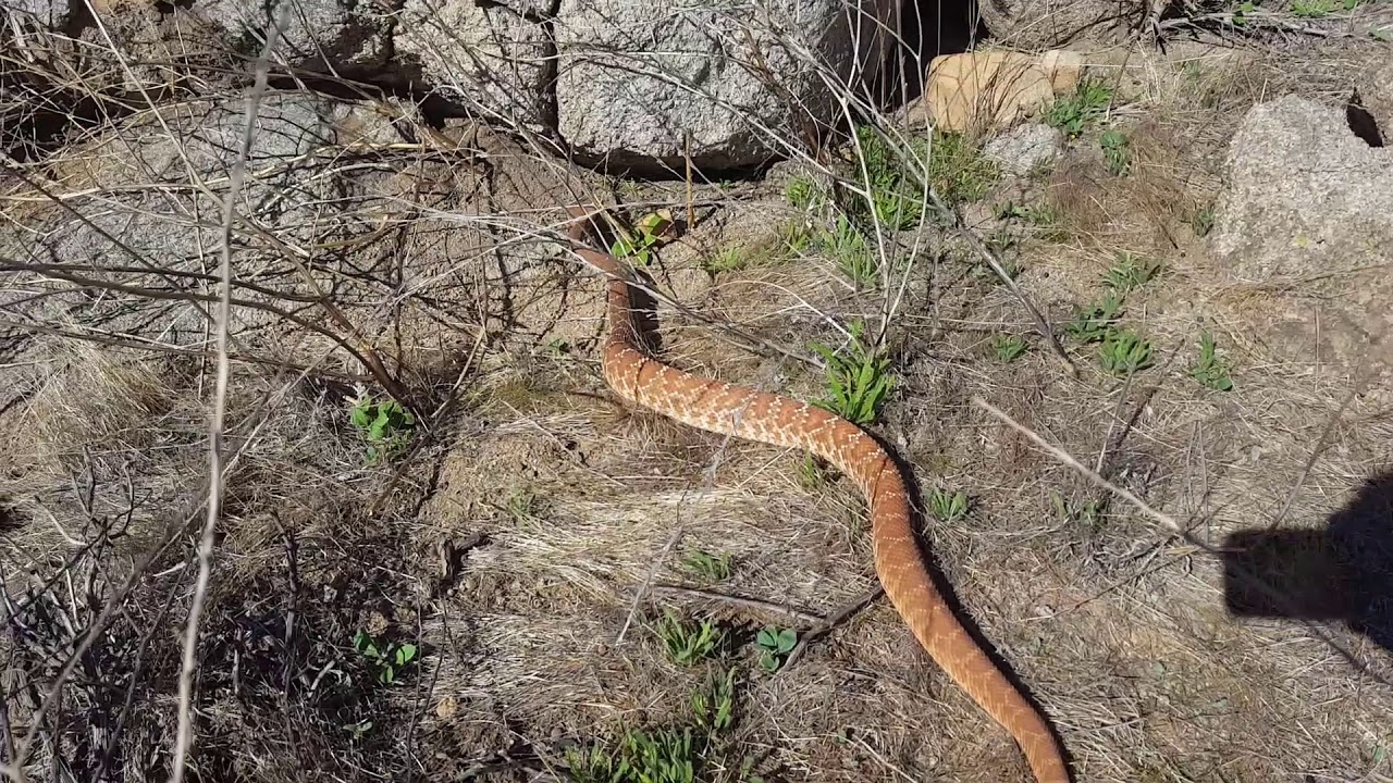 So Cal Herping: First Snake of 2018.. - YouTube
