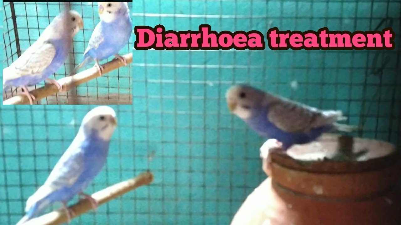 Summer season Budgies parrot Diarrhoea treatment. - YouTube