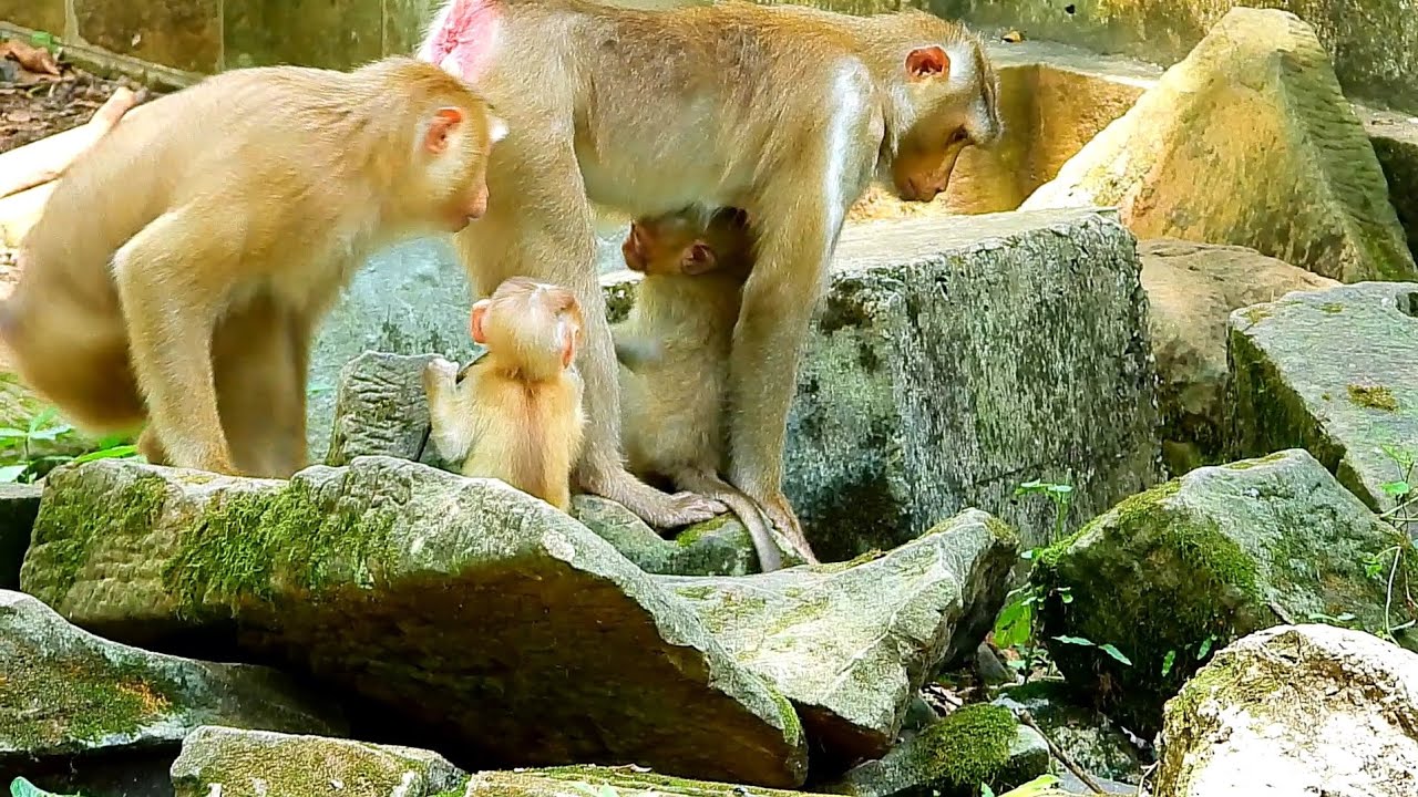 Baby monkey scared, little monkey Rainbow tries to hide from mommy ...