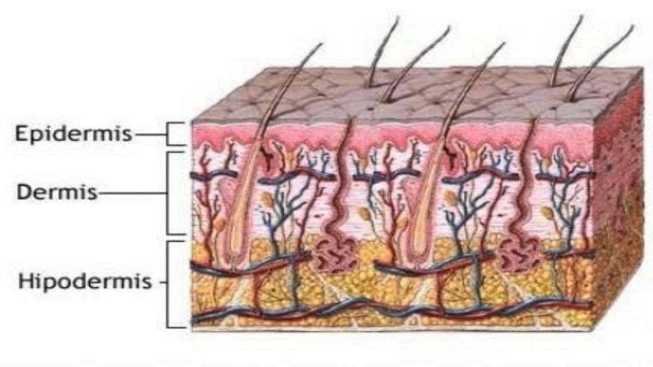 Sentido del Tacto - YouTube