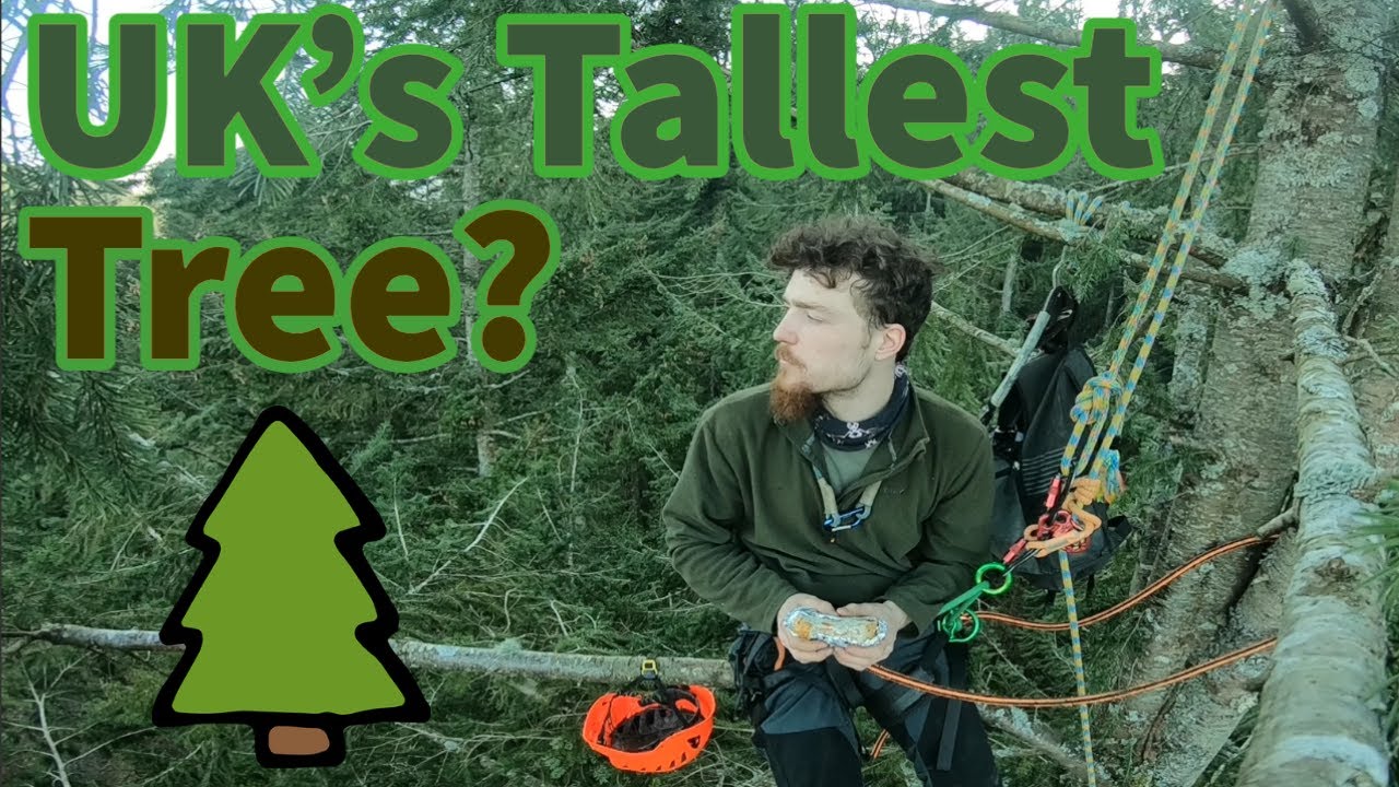 Hunt for the UK's TALLEST tree - YouTube