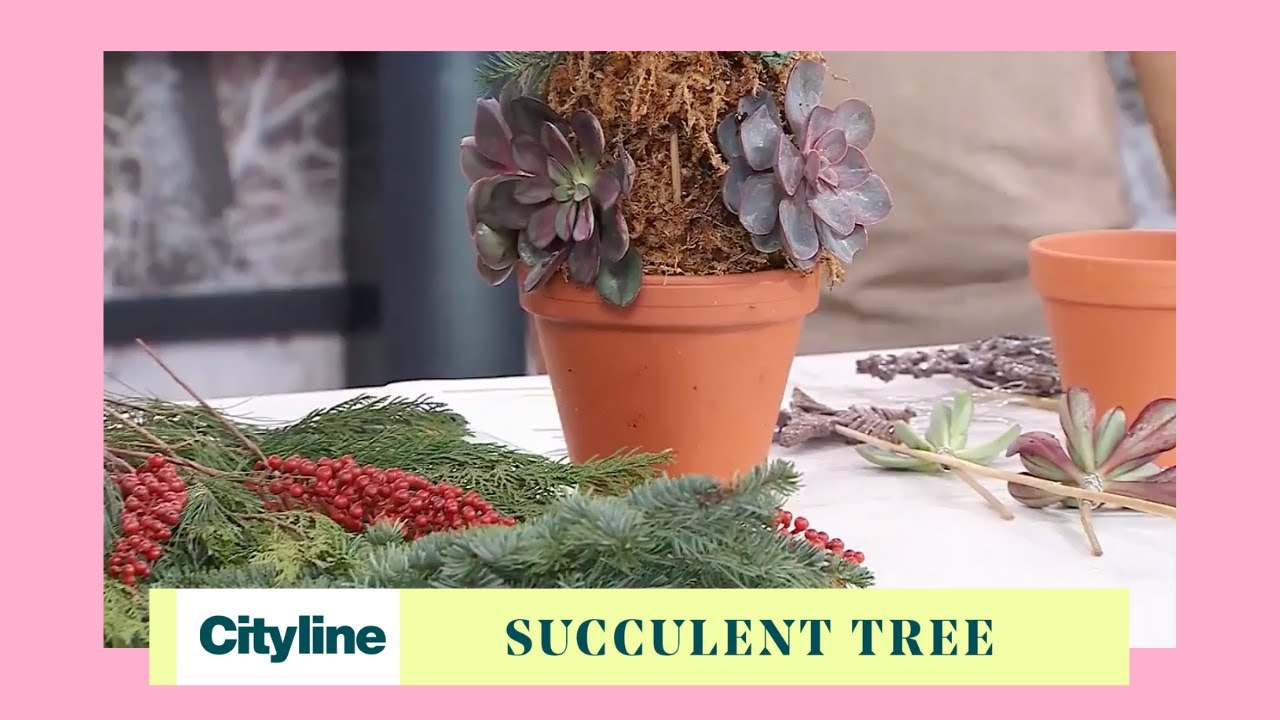 How to DIY a holiday succulent tree - YouTube