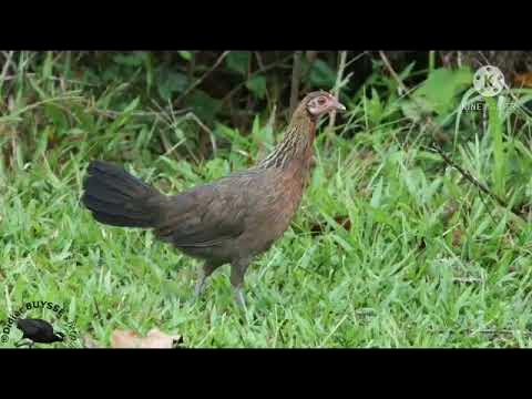 suab poj qaib qus seev - YouTube