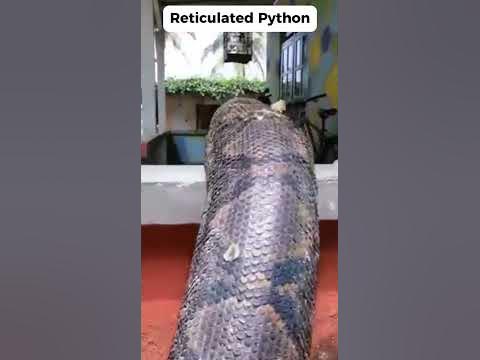 GIANT Reticulated Python Found at home! - You Won't Believe Your Eyes ...