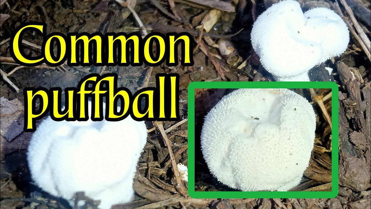 Common puffball - YouTube