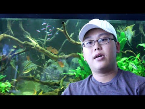 My Top 3 - YouTube Fish Channels - YouTube