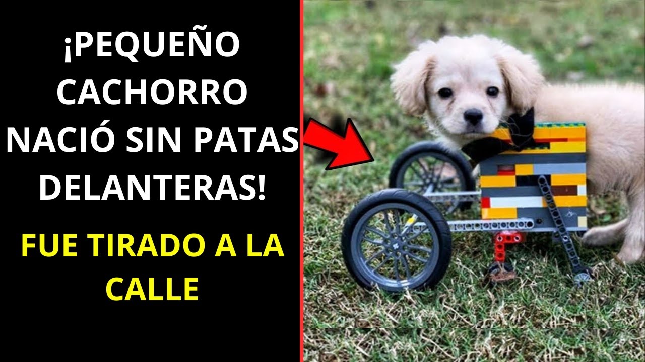 ¡Un pequeño perro nació sin patas delanteras! Fue arrojado a la calle ...