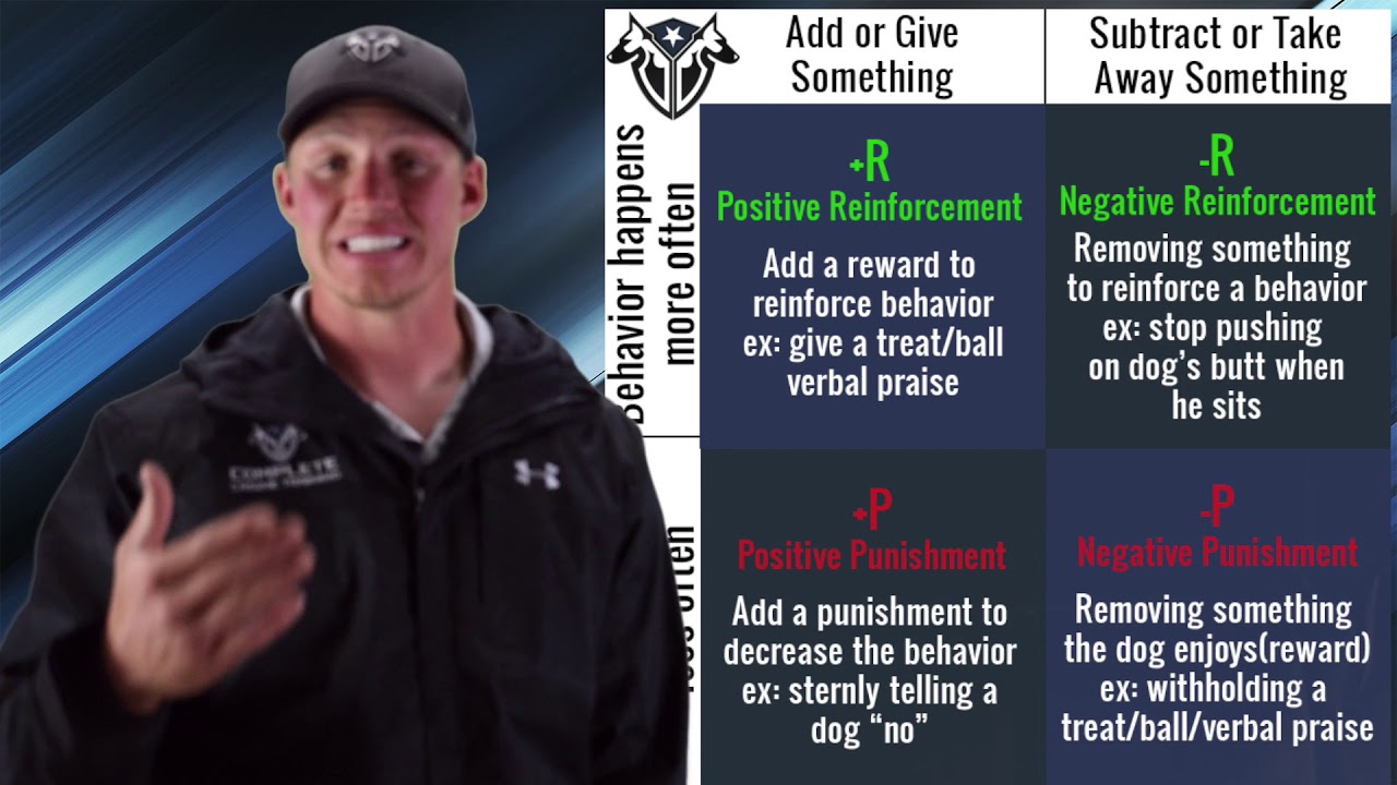 How Dogs Learn Through Operant Conditioning - Dog Training Tip of the ...