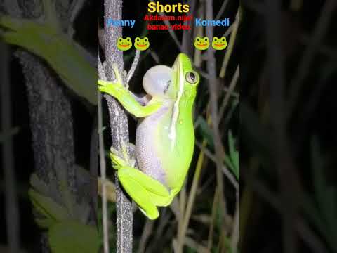 Reels.kola bager Dak #fanny#🐸🐸🐸#komedi#shorts#vairal_video 🐸🐸🐸🐸🐸🐸🐸🐸🐸🐸
