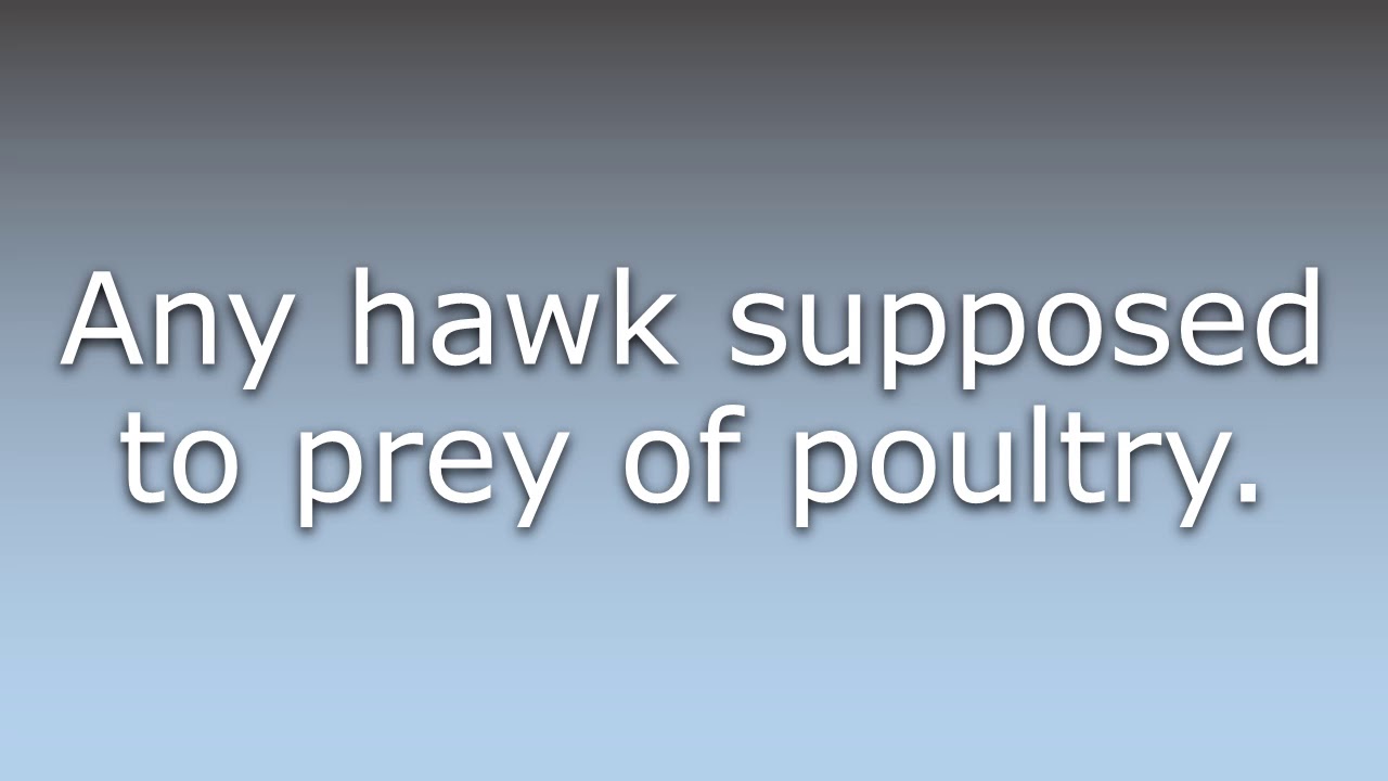 What Does Hen hawk Mean YouTube what-does-hen-hawk-mean-youtube