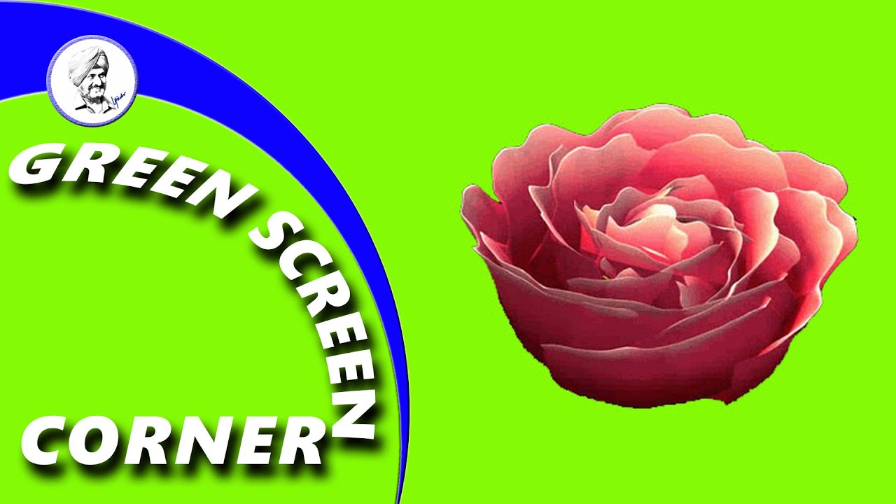 Blooming Rose Flower Green Screen Corner 8 Video Royalty Free Chrome ...