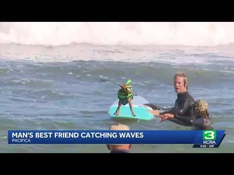 Top dogs ride waves at annual World Dog Surfing Championships