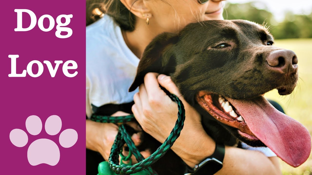 2 activities to bond with your rescue dog - YouTube