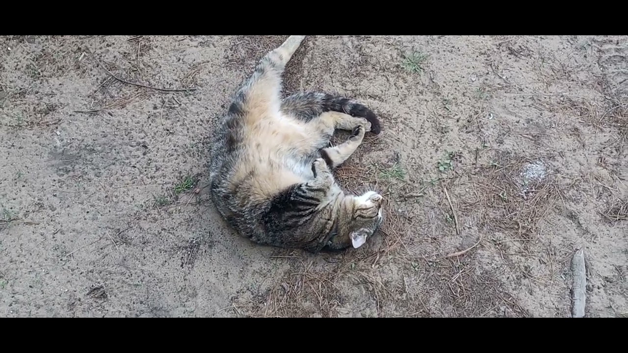 Update on Flash - YouTube