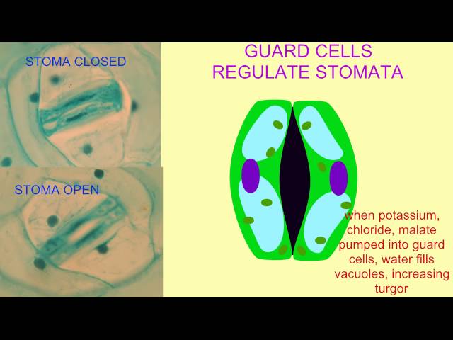 Guard Cell Organelles