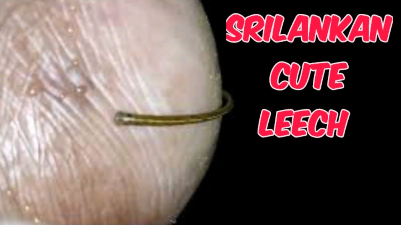 the leech කූඩැල්ලා 😍🤗#animal #nature #travel #subscribe #environment # ...