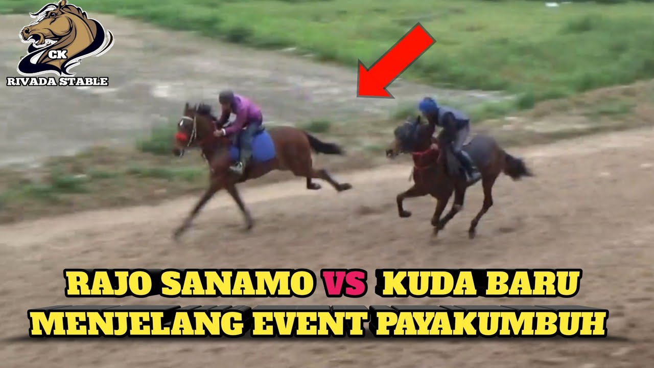 KUDA Rajo Sanamo VS Kuda Baru Persiapan Event Pacuan Kuda Payakumbuh ...