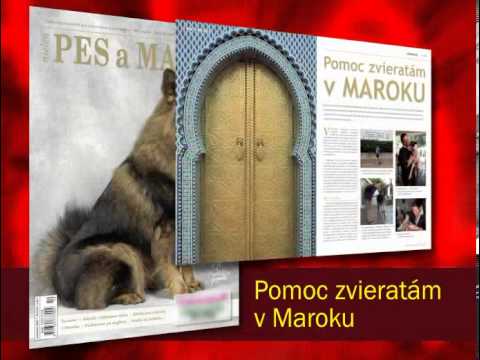 Pes a macka november 2008 - YouTube