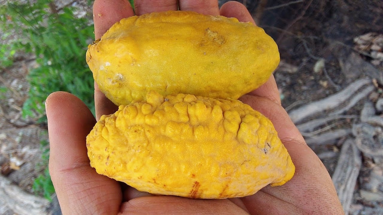 Zapotillo, olosapote, olosapo, palo de fraile, guayabillo de tinta ...