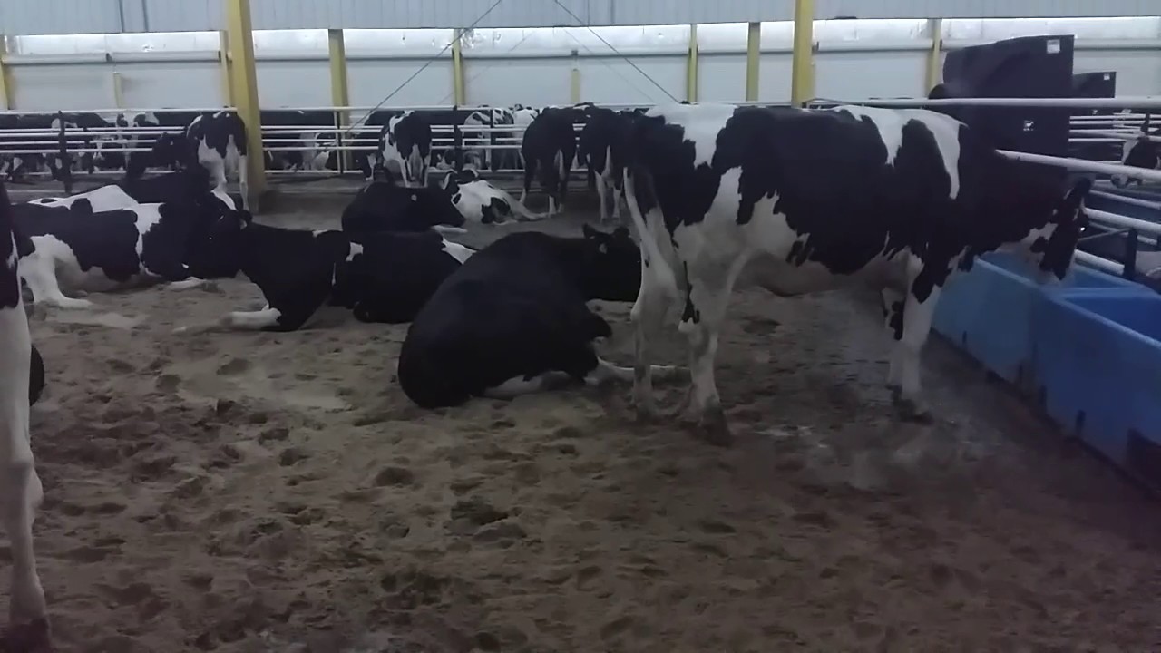 Qatar ucc farm - YouTube