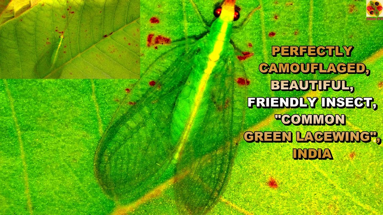 Friendly Lovely Insect - Chrysoperla carnea. COMMON GREEN LACEWING ...