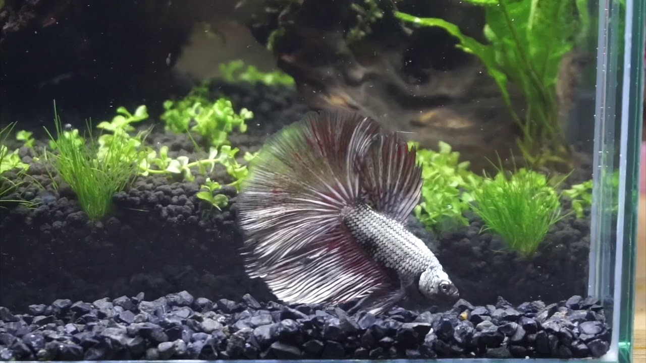 Live betta Silver copper Halfmoon male#mar002 - YouTube
