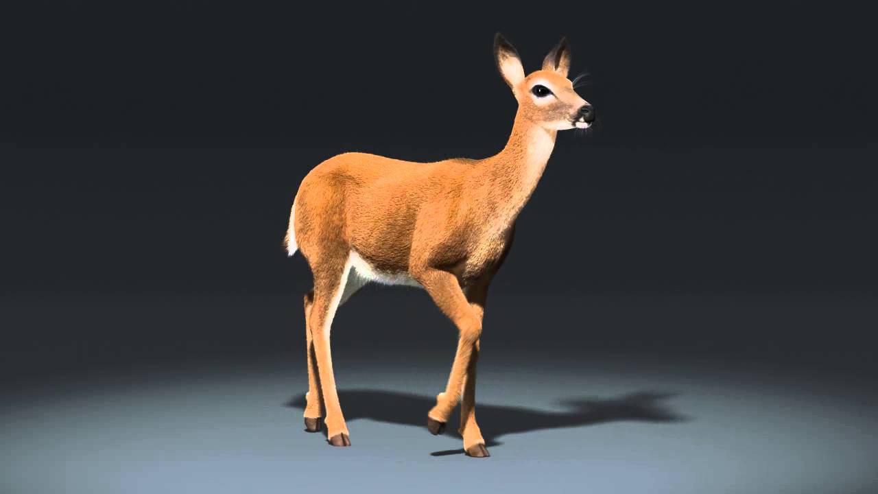 Doe Walk Cycle animation - YouTube