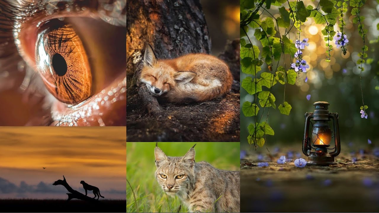 BEST PHOTOGRAPHY | VARUN ADITHYA | WILD | NATURE | ANIMALS - YouTube