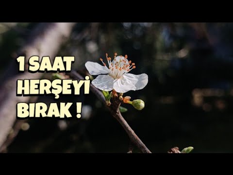 🌸1 Saatlik Huzur😊 &  Rahatla, Uyu, Çalış, stres at| Relaxing Piano Spring Blossom 
