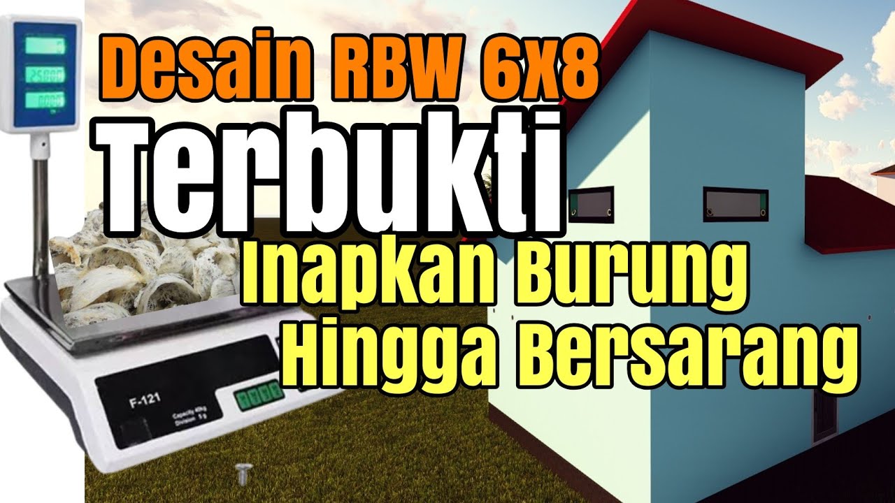 Gedung Walet RBW Sederhana 6x8 tata ruang paling disukai Burung Walet ...
