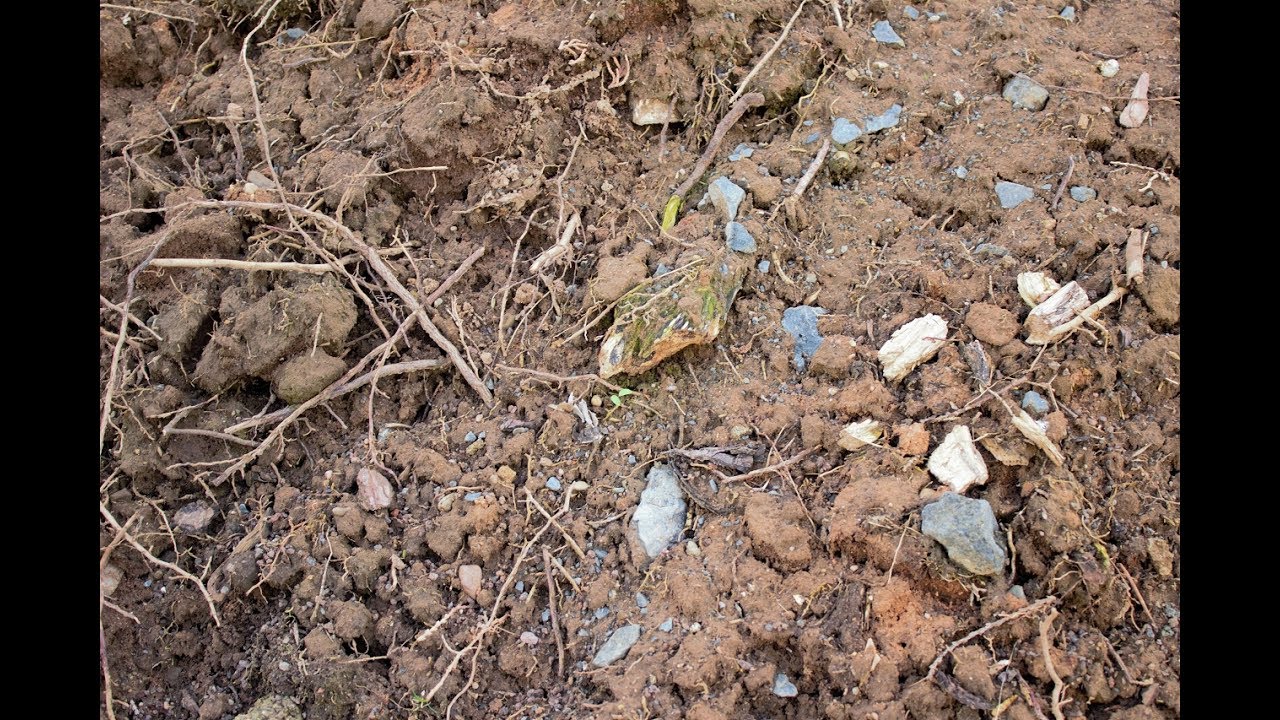 Faun - Gaia - YouTube