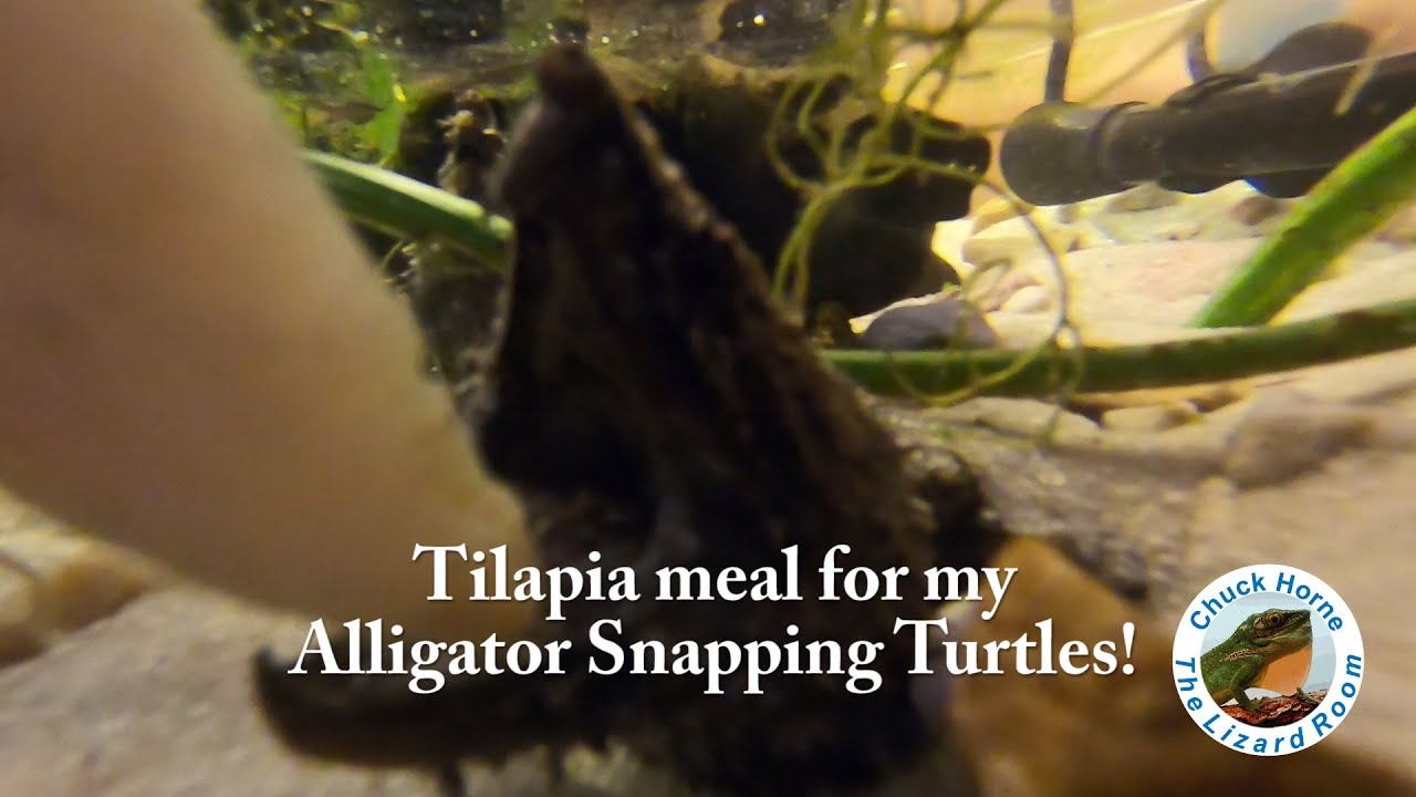Yearling Alligator Snapping Turtle Feeding Sneak-peek! - YouTube