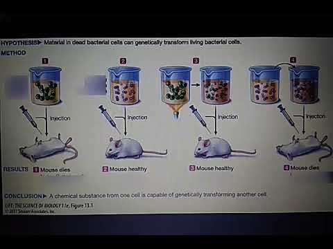 DNA as genetic material... Griffith's experiment - YouTube