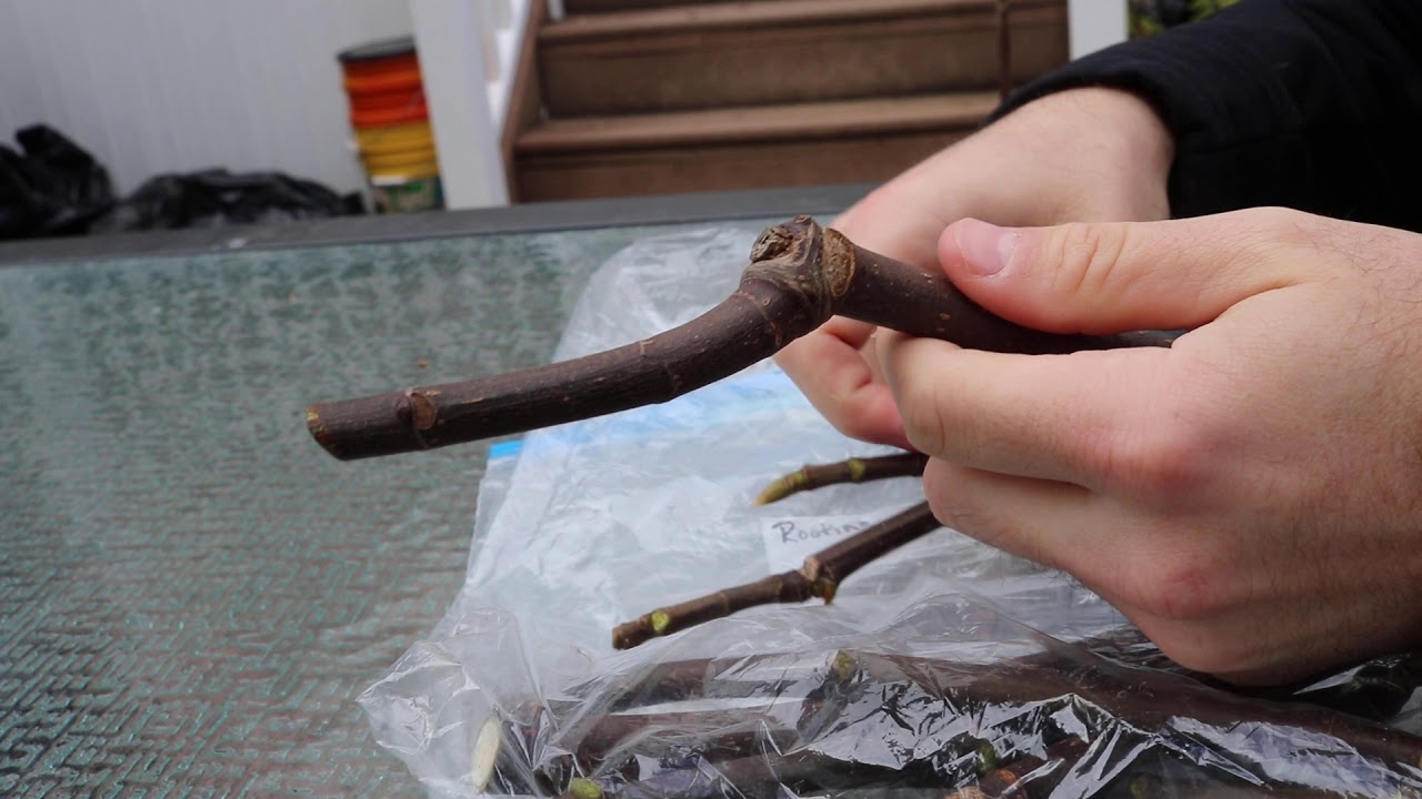 Steps to Take After Receiving Fig Cuttings - YouTube