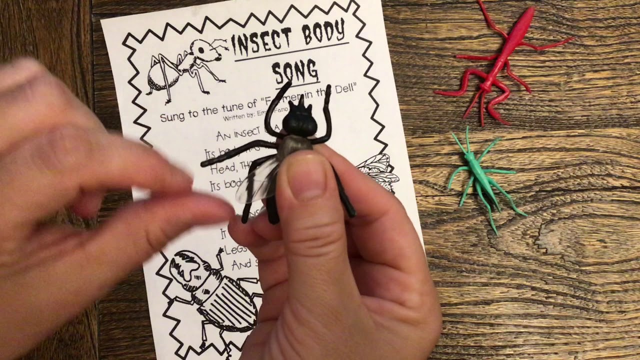 SONG! Let's Learn the PARTS of a BUG! - YouTube