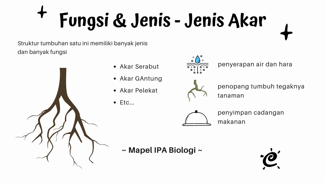 Penegertian, Jenis dan Fungsi Akar pada Tumbuhan Materi IPA Biologi ...