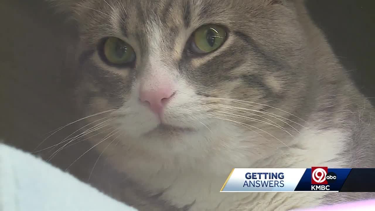 Kansas City council member proposes taking back animal control duties ...