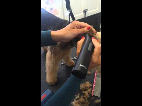 Dogs Delight: How to Clip and Scissor Trim an Ear [Updated Guide]