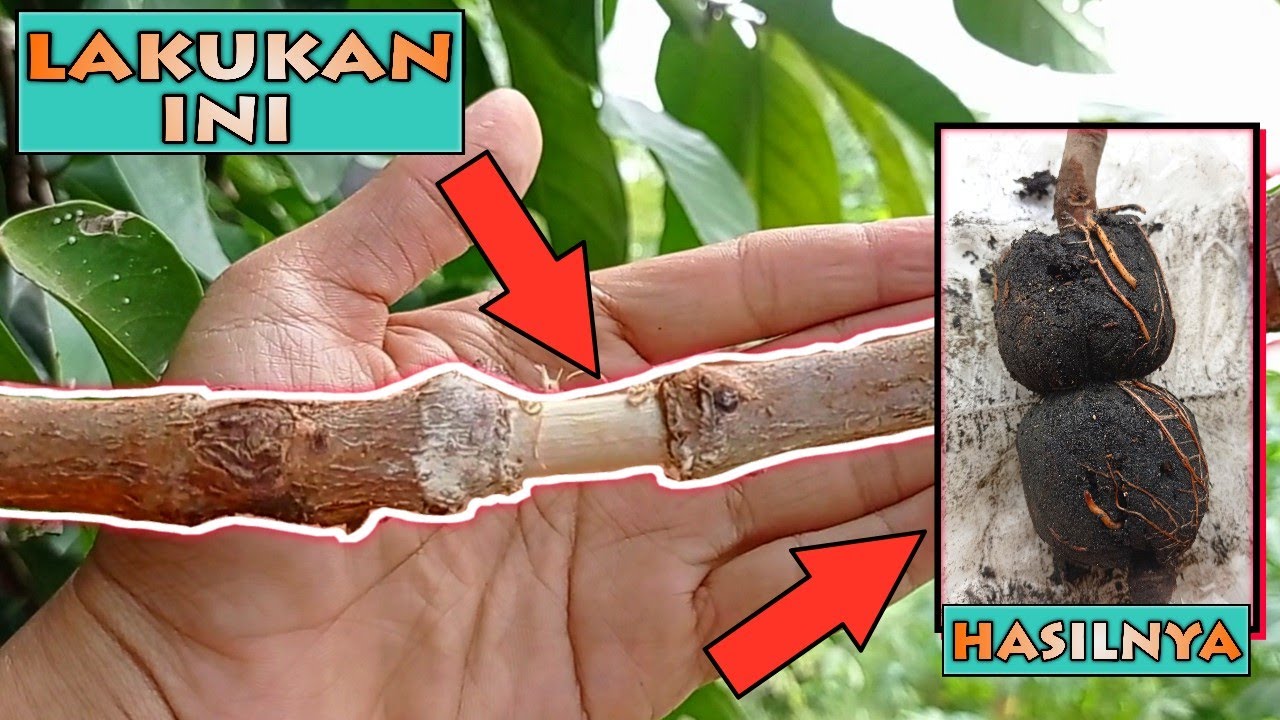 Lakukan Ini ! Agar Cangkok Jambu Jamaika Berhasil Tumbuh Akar - YouTube