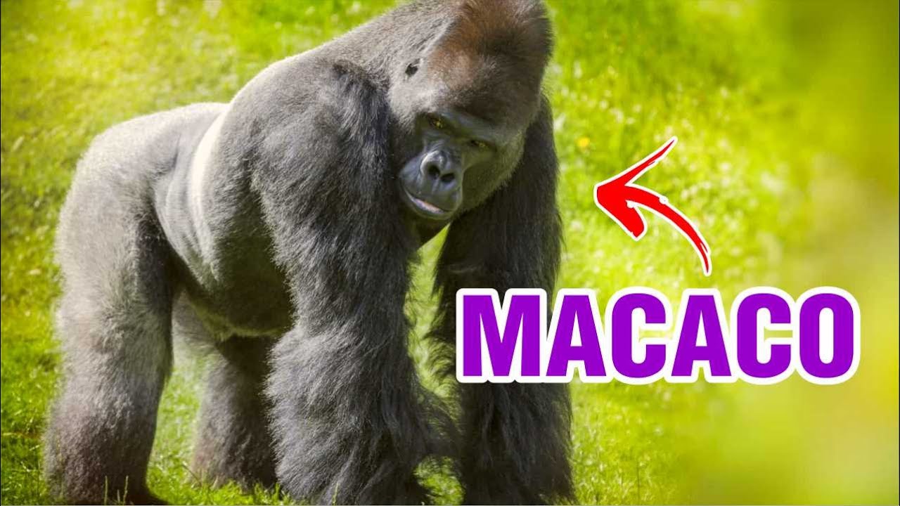 SOM DOS MACACOS BARULHO DE MACACO monkey - YouTube