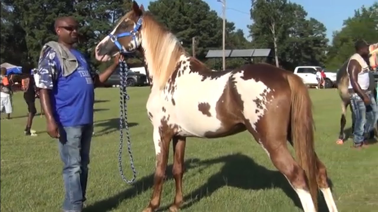 Eye Popping Overo Saddlebred Stallion of Ice House Stables - YouTube