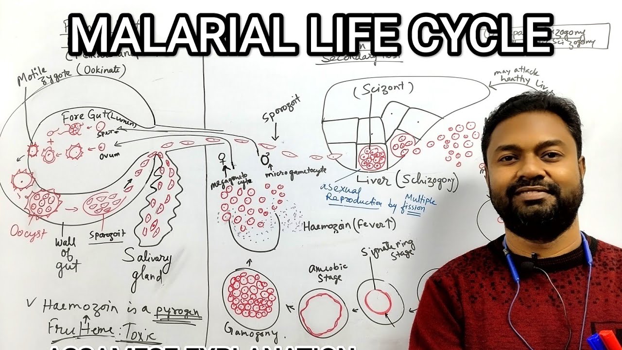 LIFE CYCLE OF MALARIAL PARASITE | PLASMODIUM LIFE CYCLE | HUMAN HEALTH ...