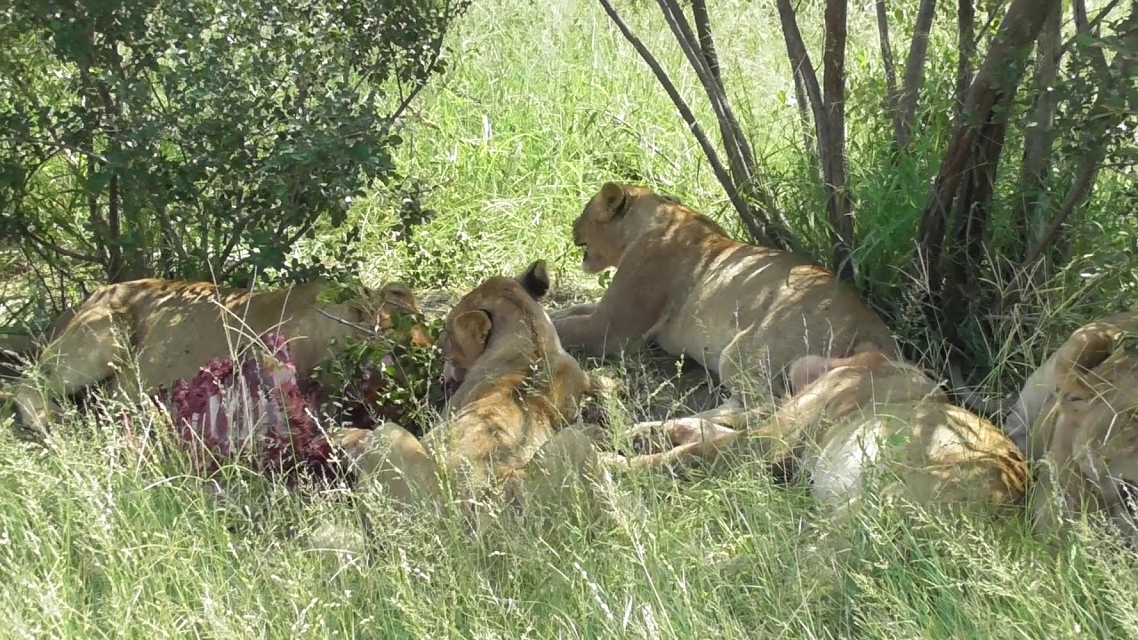 5 beautiful Lions enjoy Lunch - YouTube
